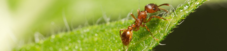 European Fire Ant